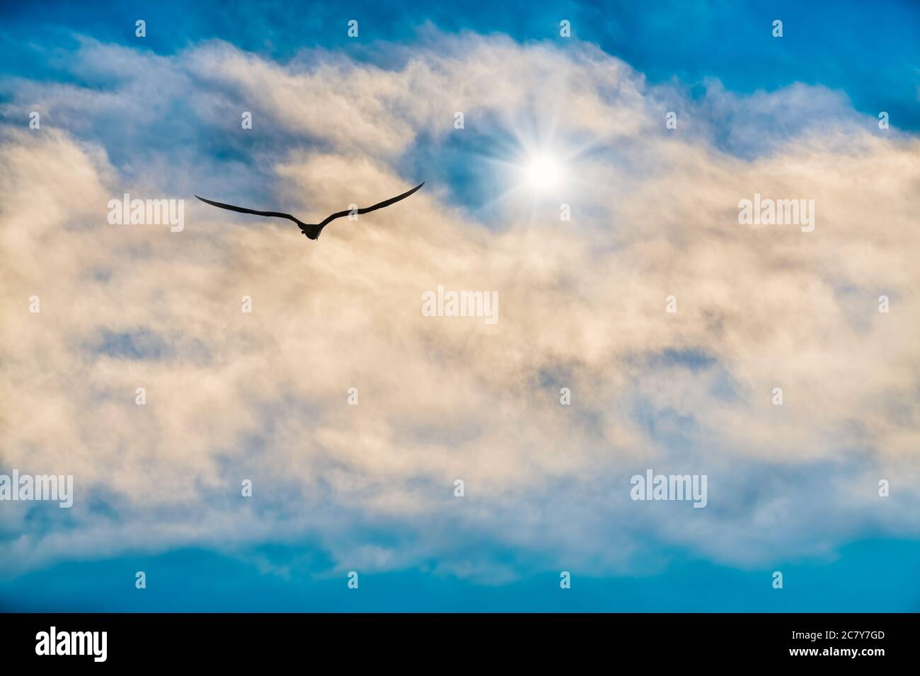 A Single Bird Flying Above the Clouds Towards a Brightly Lit Star Stock ...
