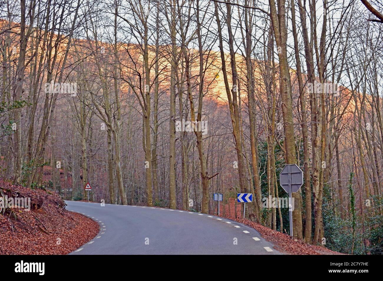 Forest in El Montseny, Barcelona Catalonia Spain Stock Photo - Alamy