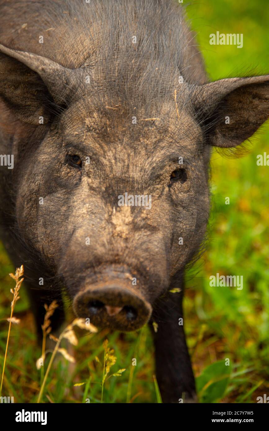 Stare stubble hi-res stock photography and images - Alamy