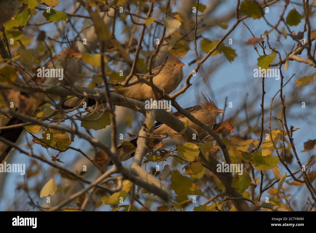 Some brown sparrows with high combs sitting on the benches of dry trees ...