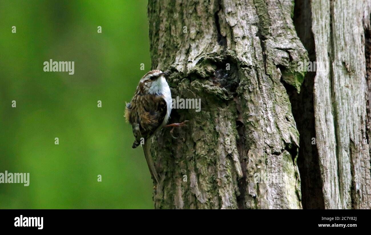 Songbird nest building hi-res stock photography and images - Alamy