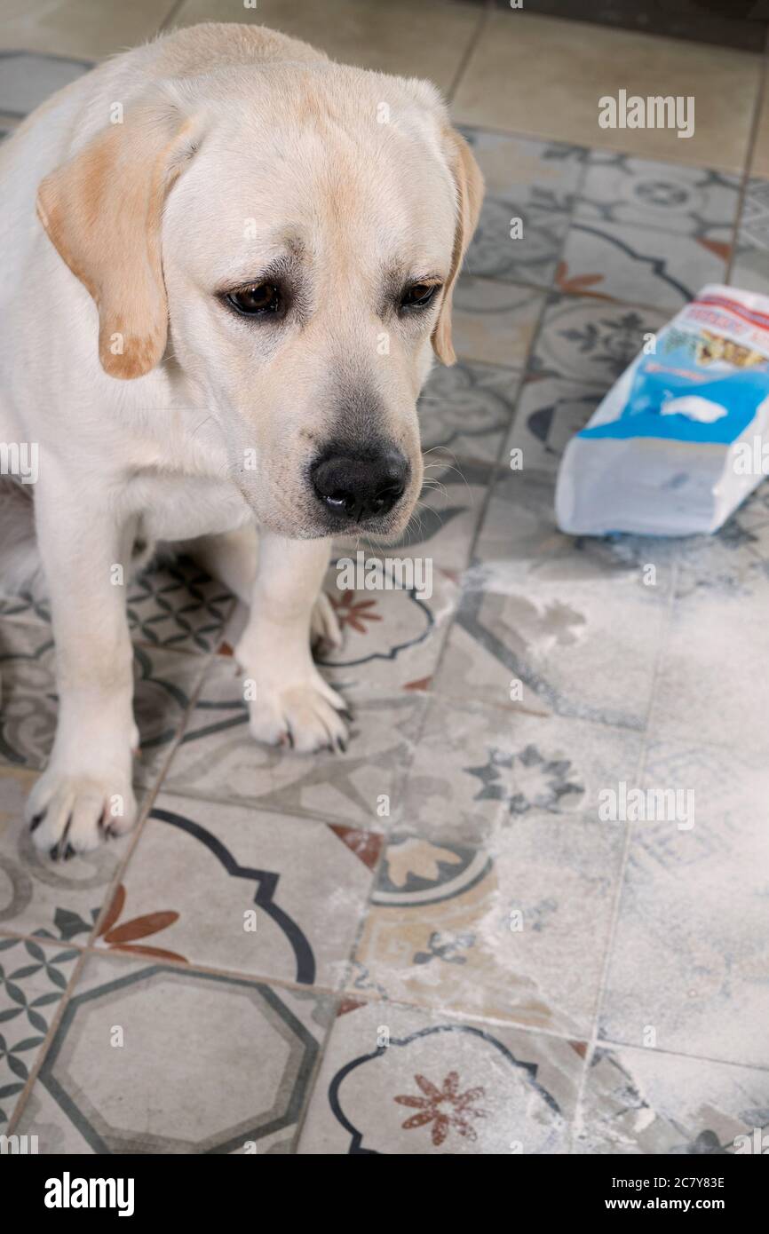 Guilty dog look hi-res stock photography and images - Alamy