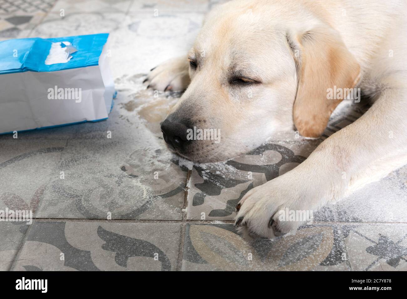 Naughty dog. dirty labrador retriever puppy sleeping near mess on ...