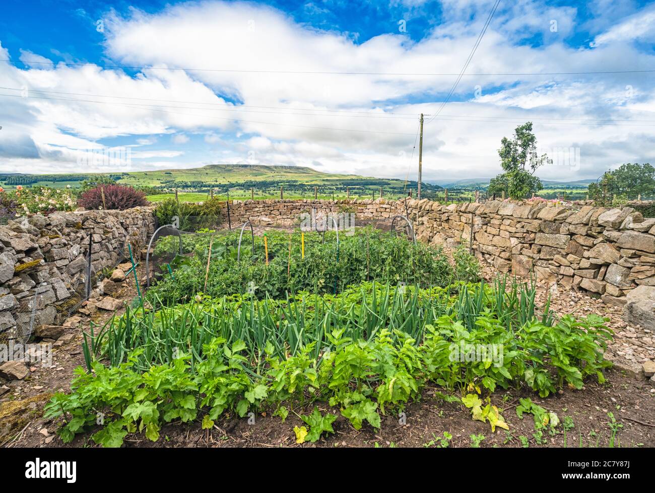 Vegetable garden with a view Stock Photo - Alamy