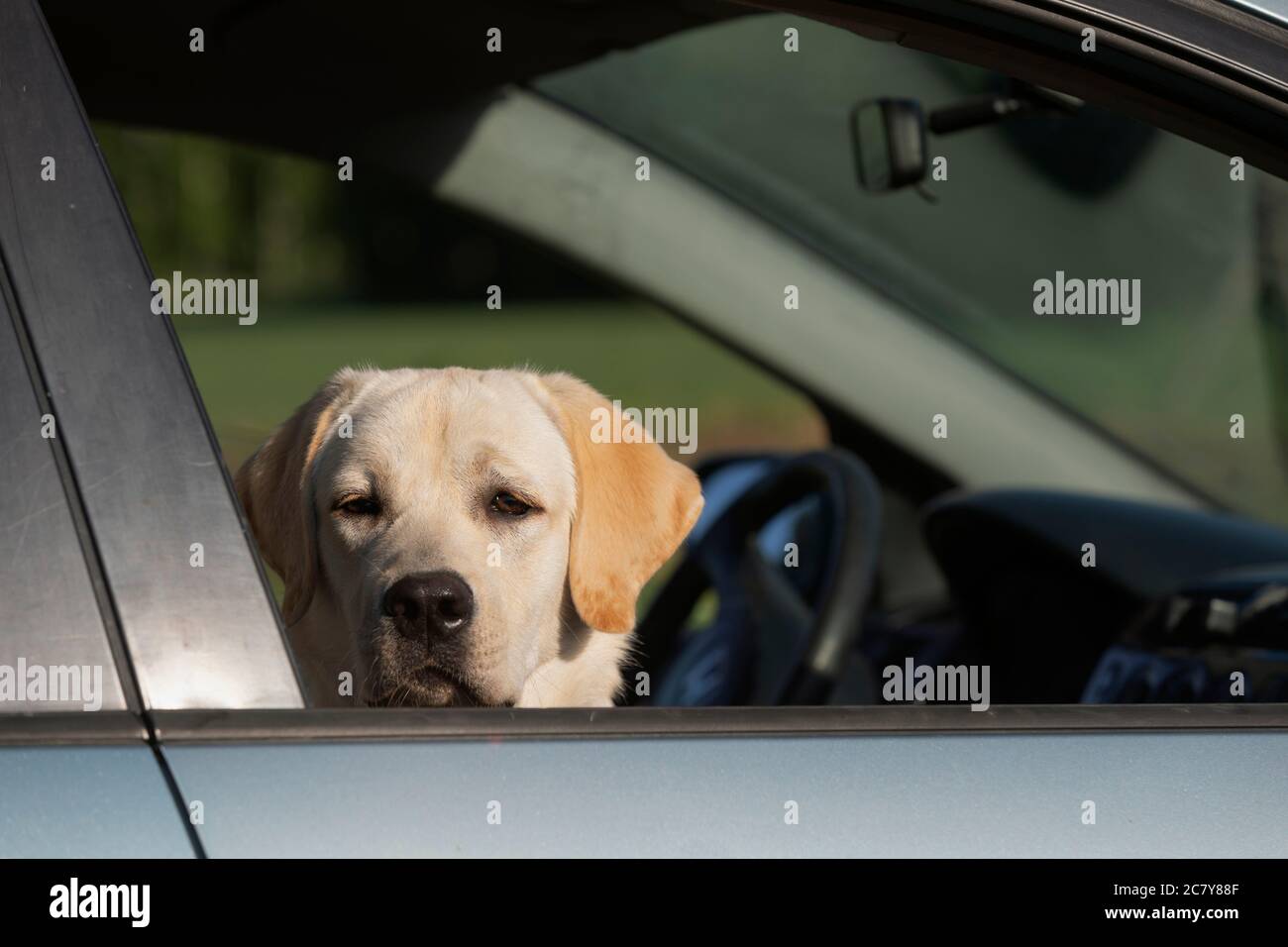 Sad labrador hi-res stock photography and images - Alamy