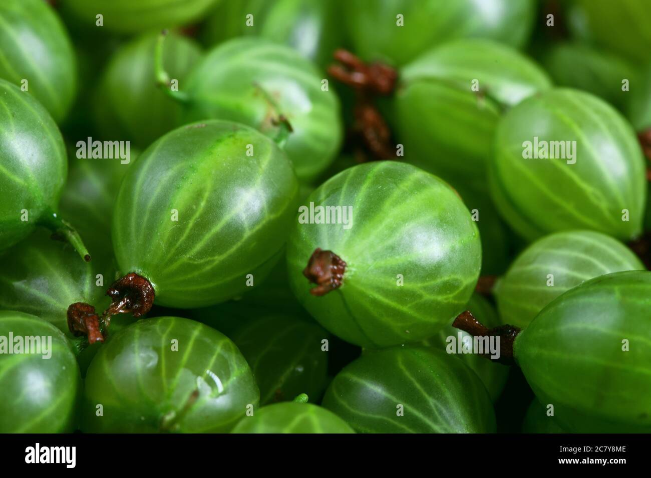 macro photography of fresh green gooseberries, background filled with ...