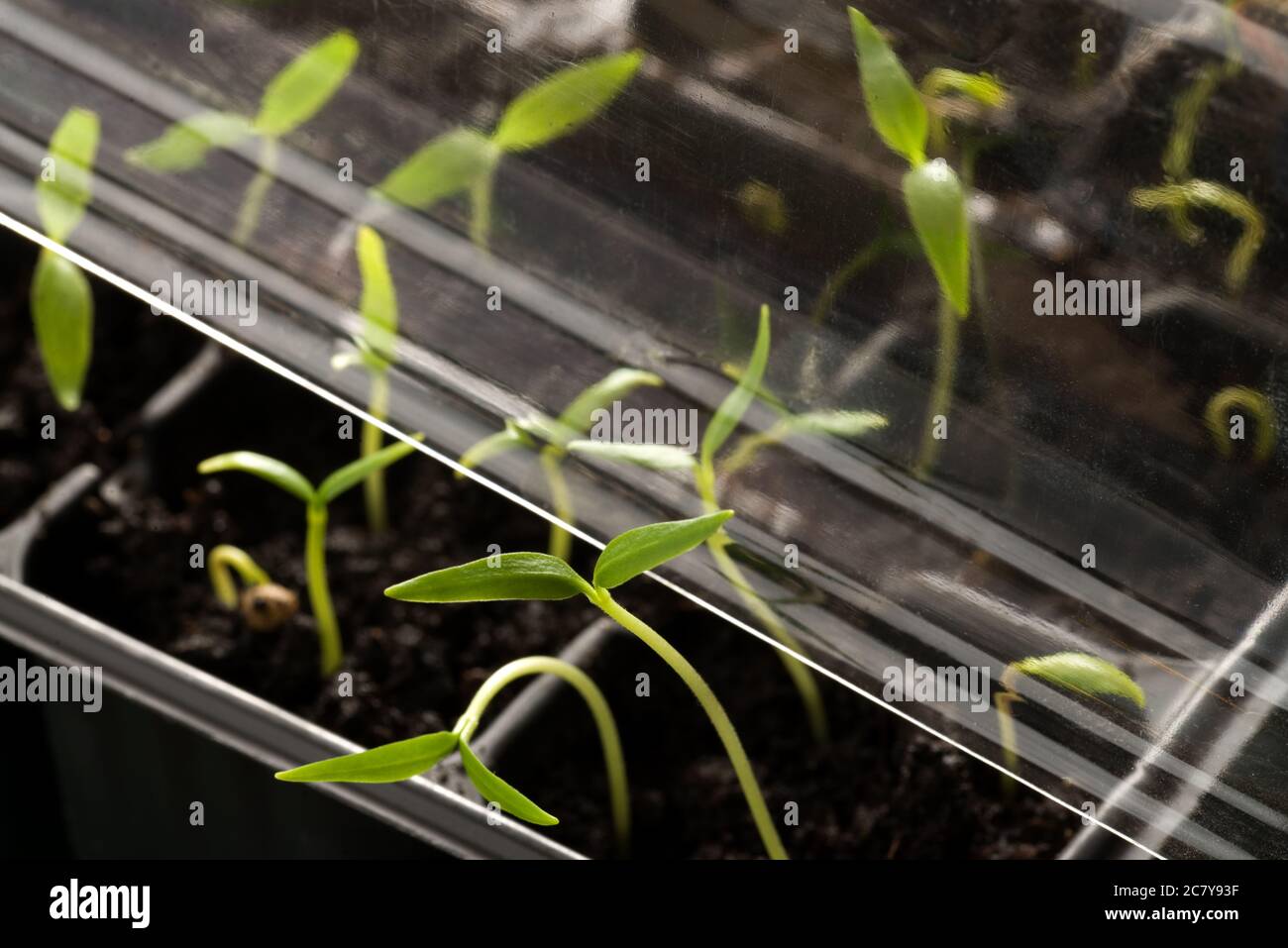 Young pepper plants hi-res stock photography and images - Alamy