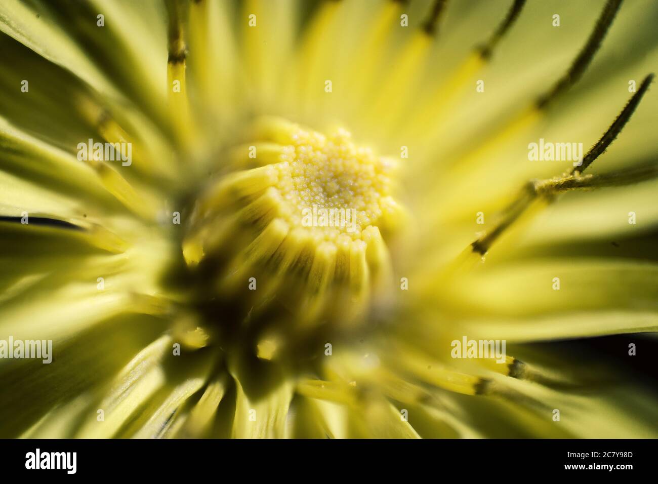Macro grass anthers hi-res stock photography and images - Alamy
