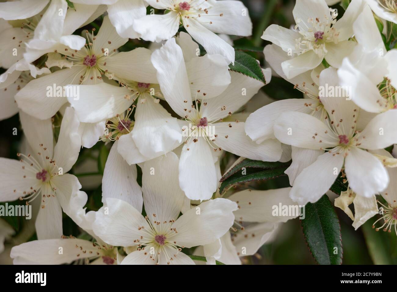 Closeup shot of white flowers one on another Stock Photo - Alamy