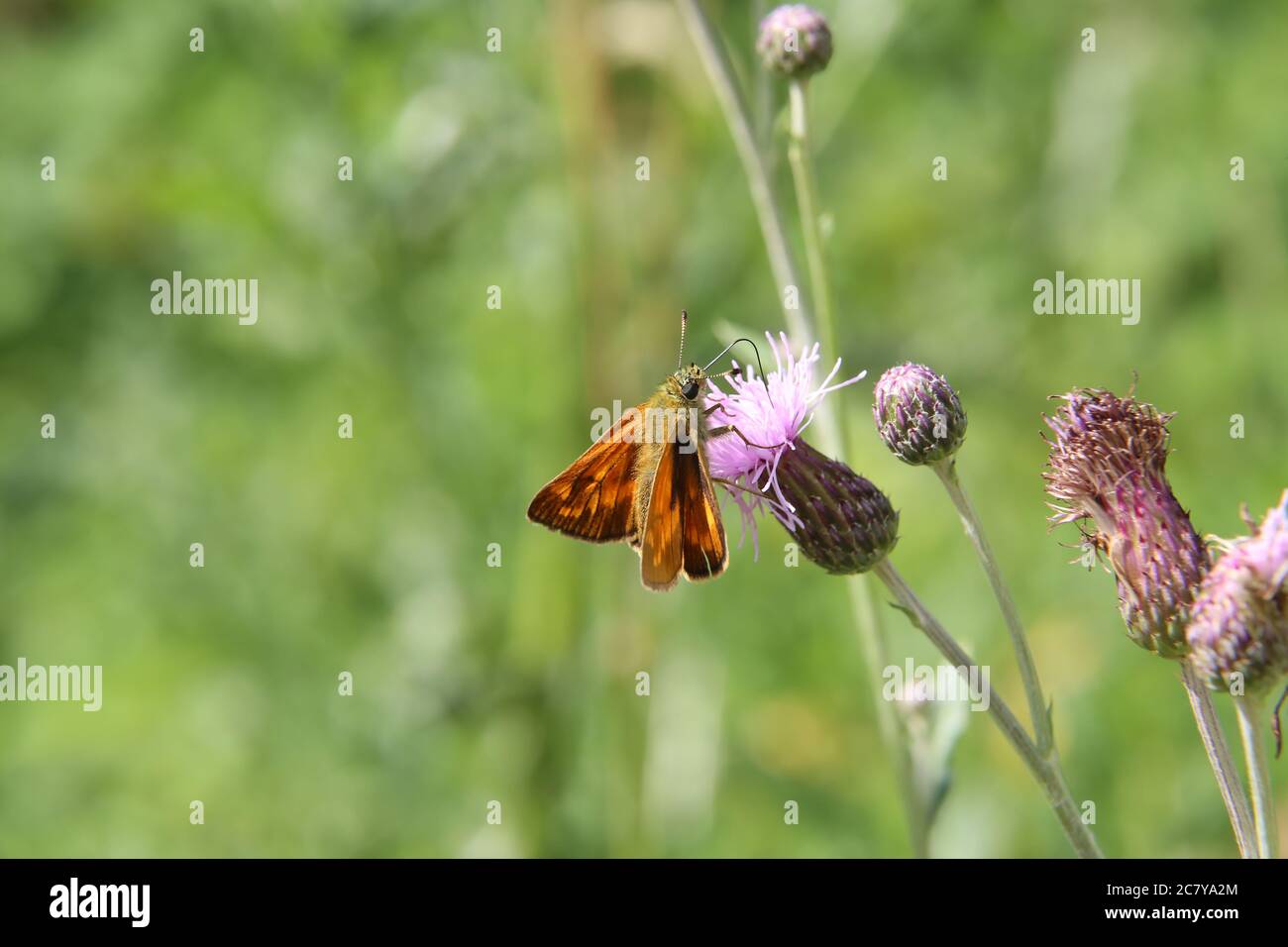 Macro picture of a skipper butterfly hi-res stock photography and ...