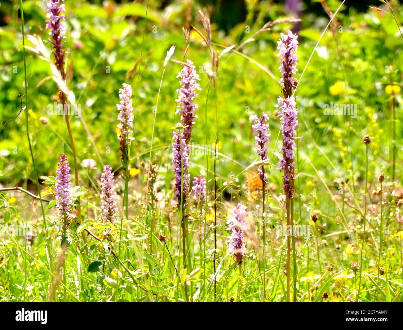 wild orchids on a meadow in Germany Stock Photo - Alamy