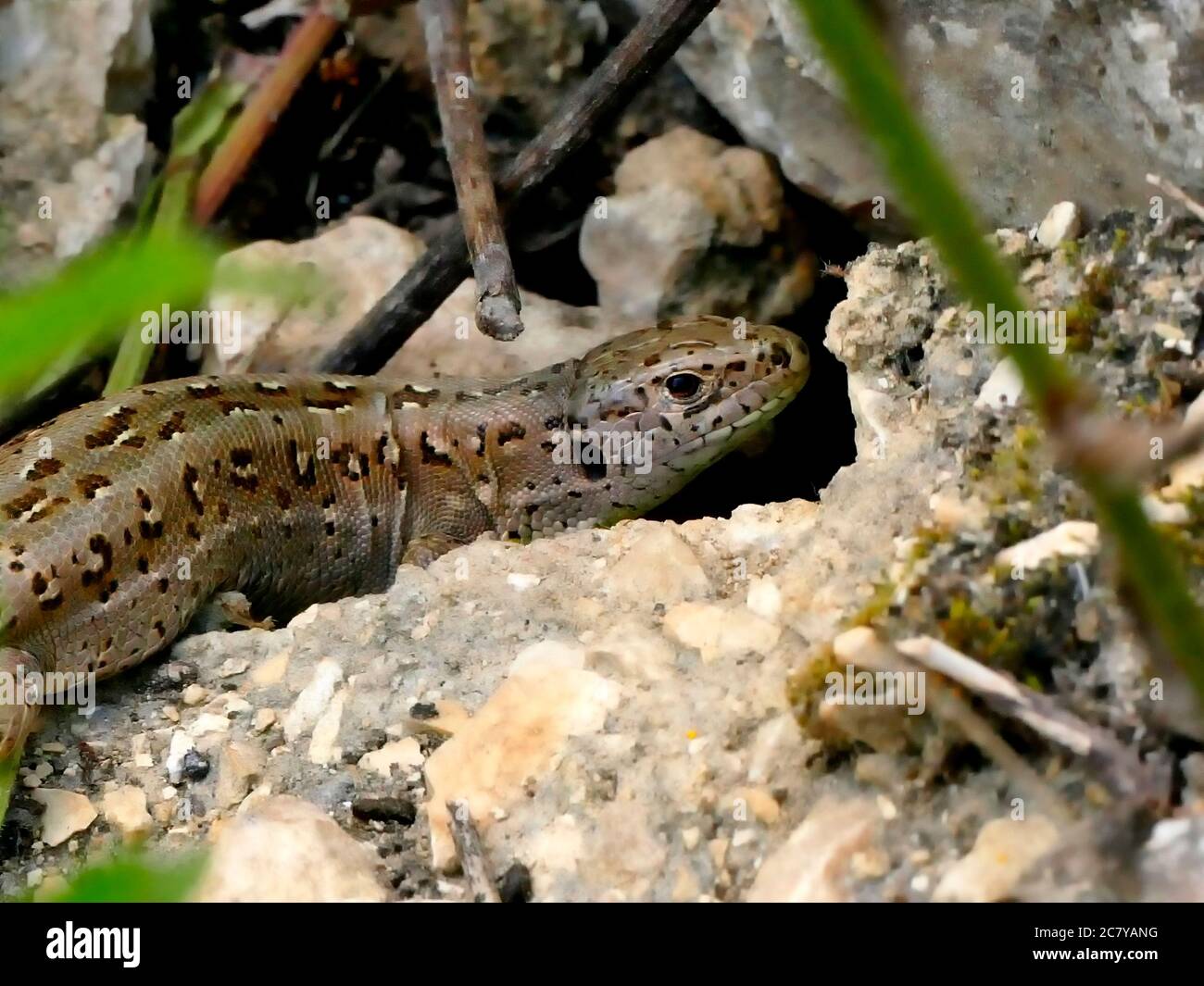 female sand lizard during a sunbathing Stock Photo - Alamy