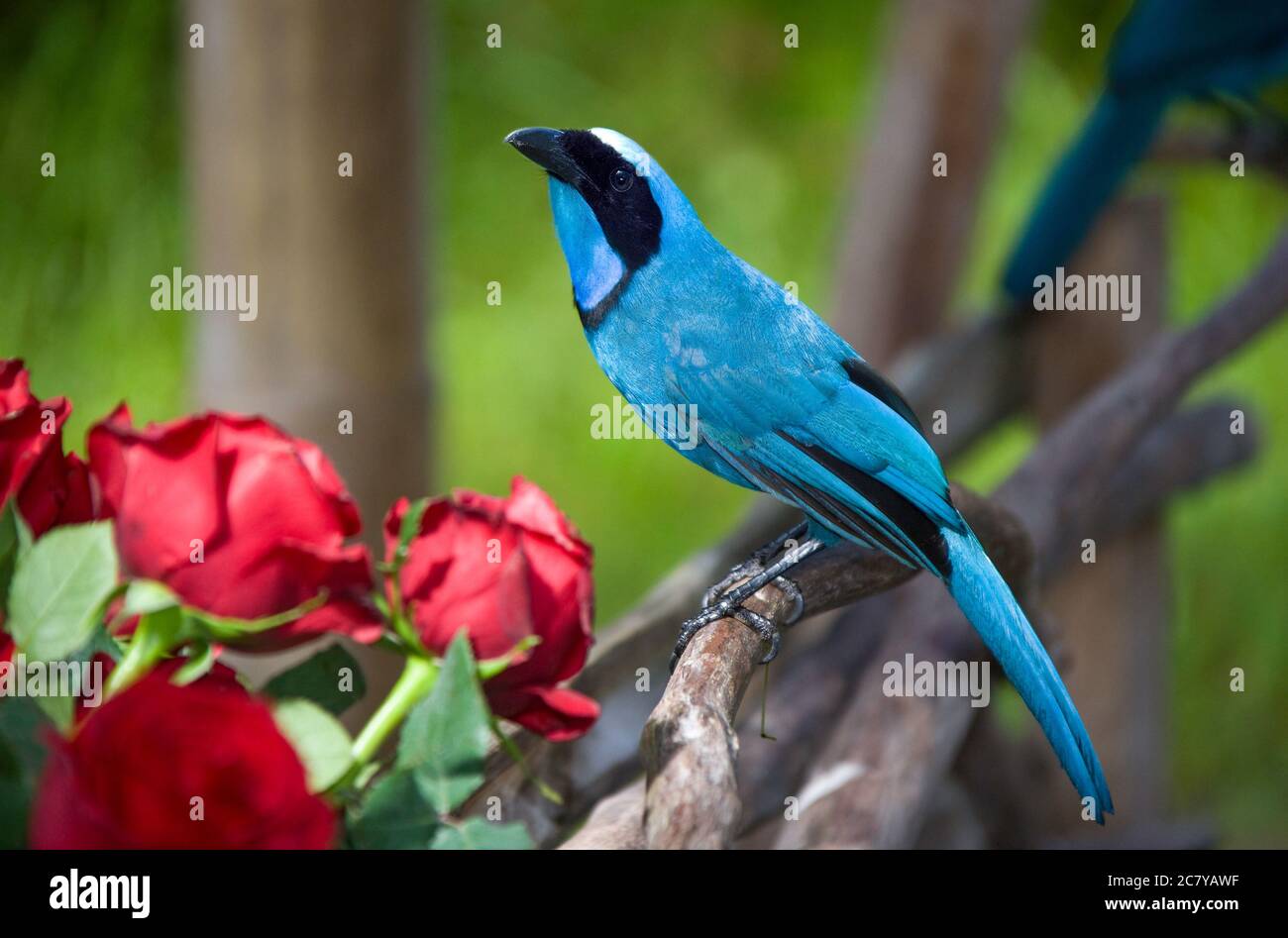 Turquoise Jay (Cyanolyca turcosa) in the Mindo cloud forest in ...