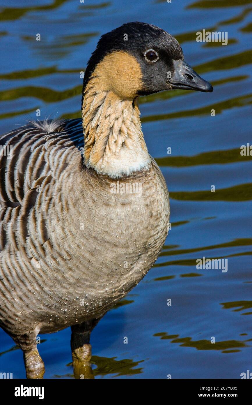 Most recent common ancestor hi-res stock photography and images - Alamy