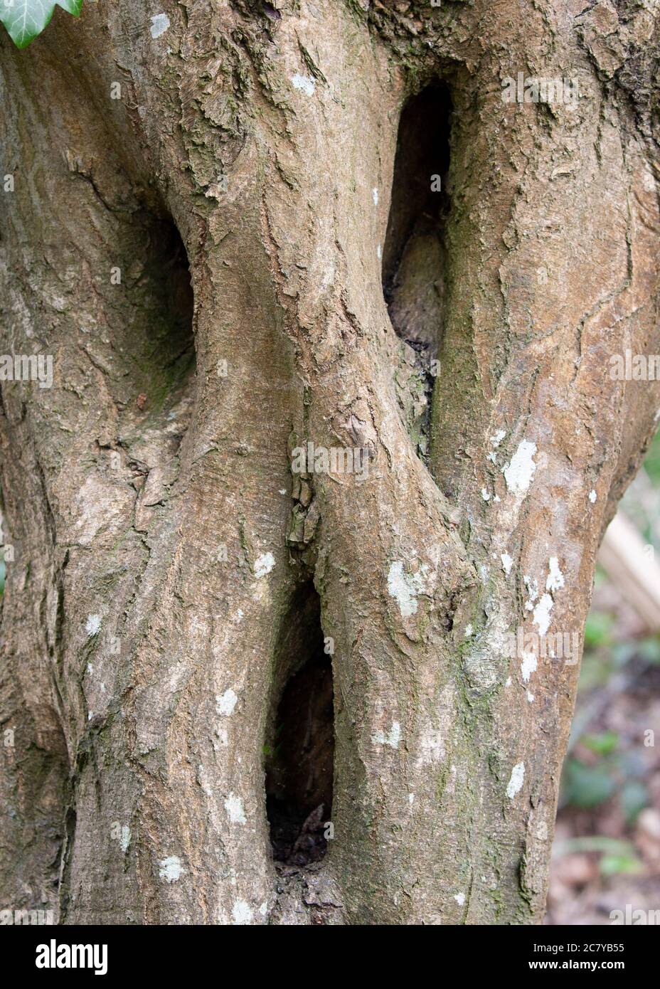 Pareidolia is the psychology of seeing faces in every day things like ...