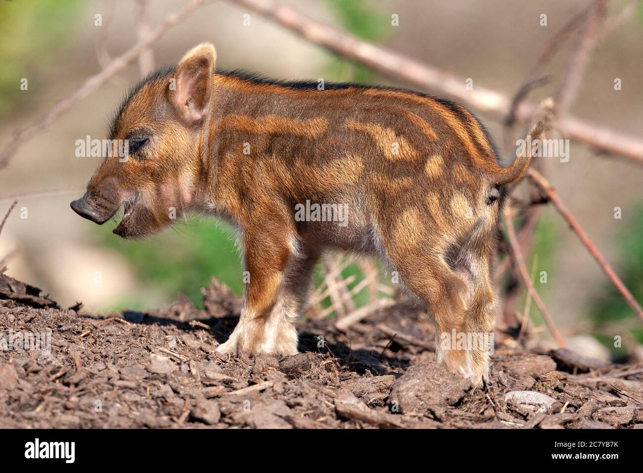 Red river hog baby hi-res stock photography and images - Alamy