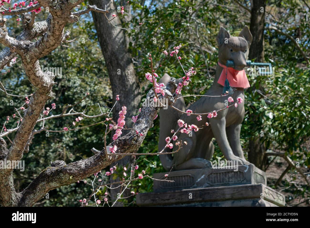 Kitsune guardian fox statue hi-res stock photography and images - Alamy