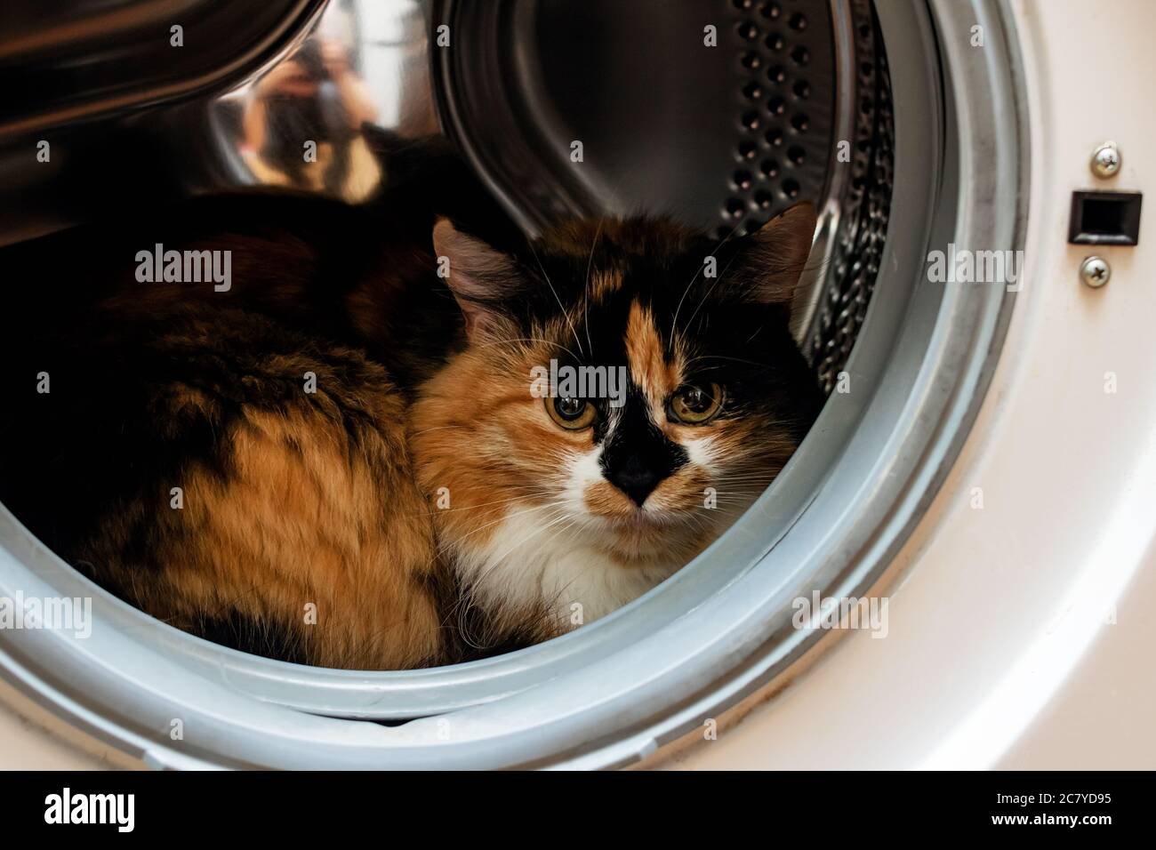 White cat in washing machine hi-res stock photography and images - Alamy
