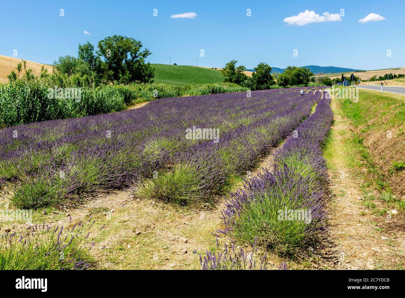 Lavender field tuscany hi-res stock photography and images - Alamy