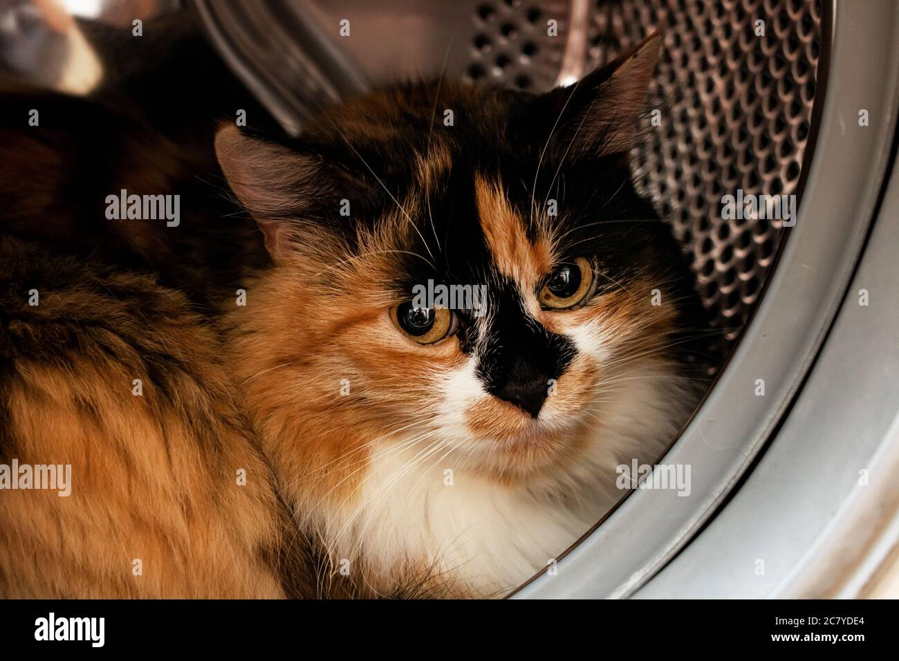 Funny washing machine hi-res stock photography and images - Alamy