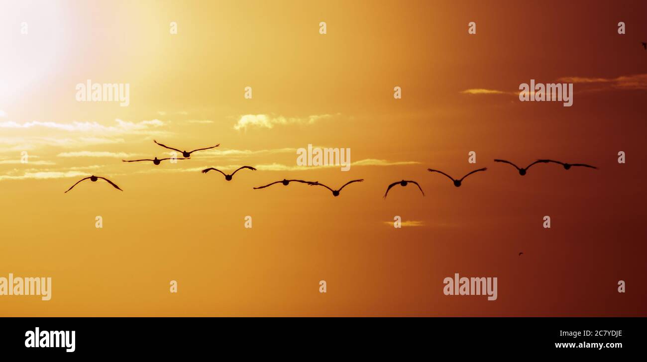 Flock of birds flying in the golden sky in a row Stock Photo - Alamy