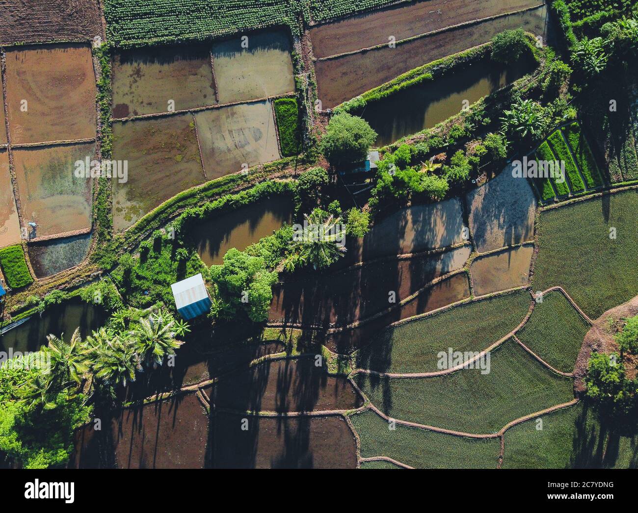 Rice fields and farming,Rice fields in the evening after the rain Stock ...