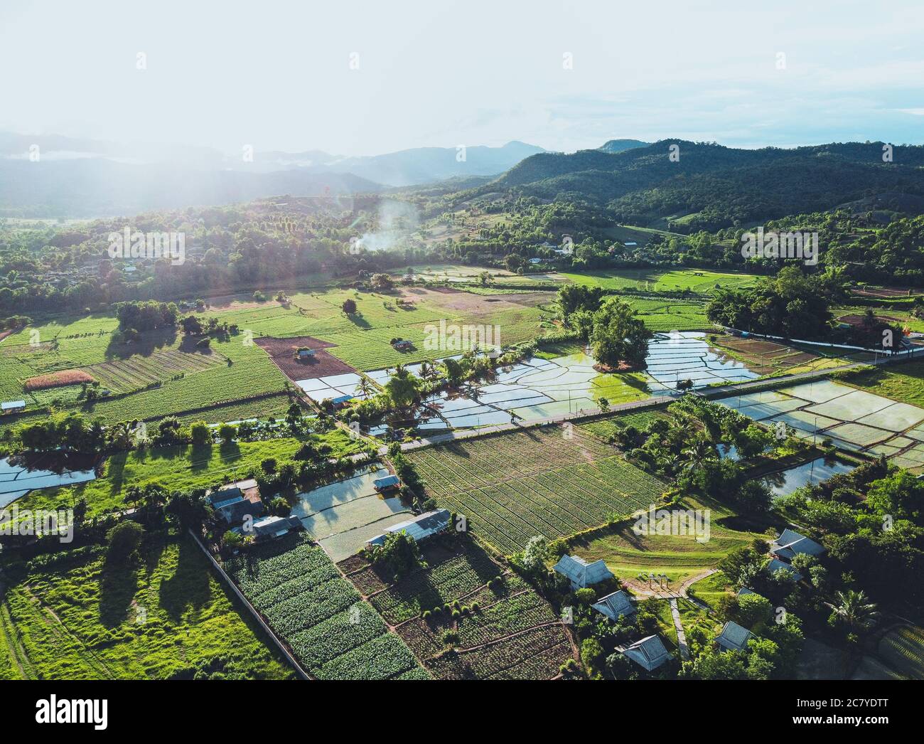 Rice fields and farming,Rice fields in the evening after the rain Stock ...