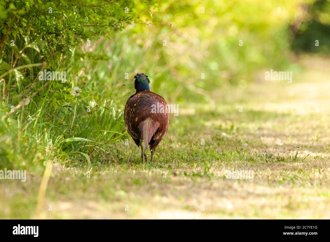 Male and female pheasants hi-res stock photography and images - Alamy
