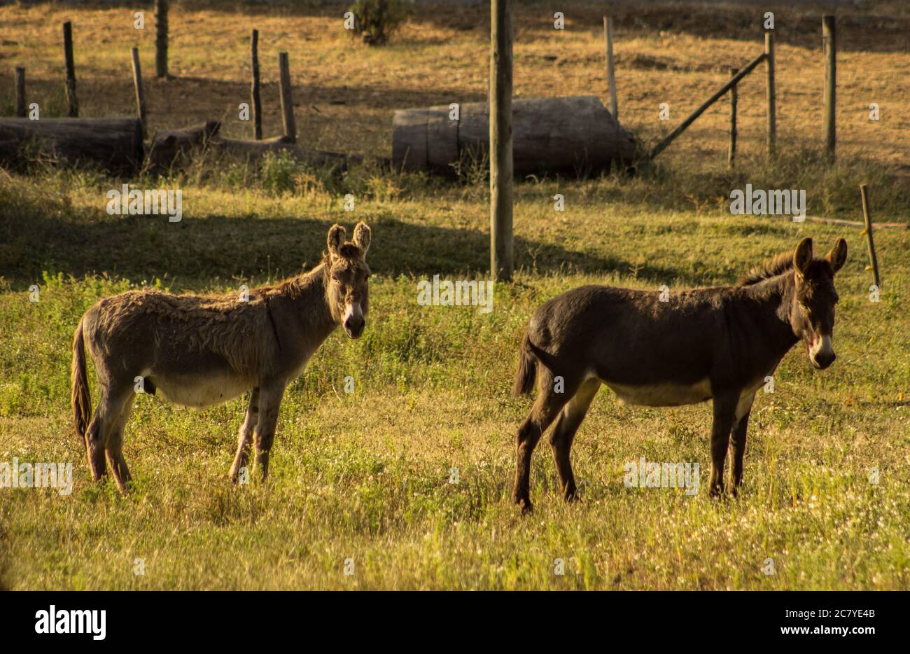 Grey donkey with white nose hi-res stock photography and images - Alamy