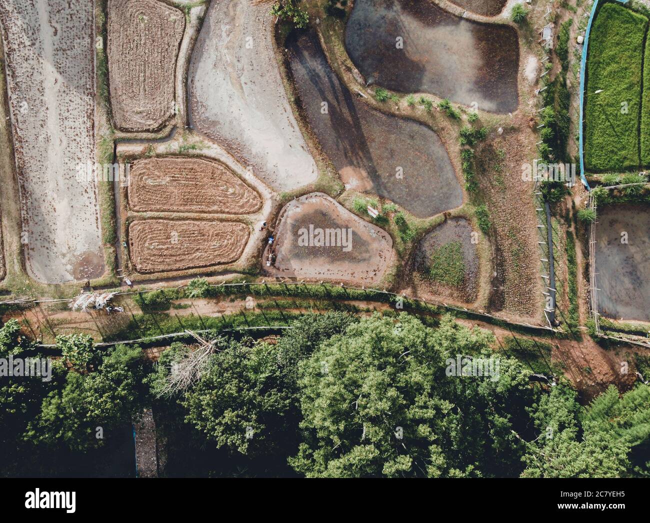 Rice fields and farming,Rice fields in the evening after the rain Stock ...