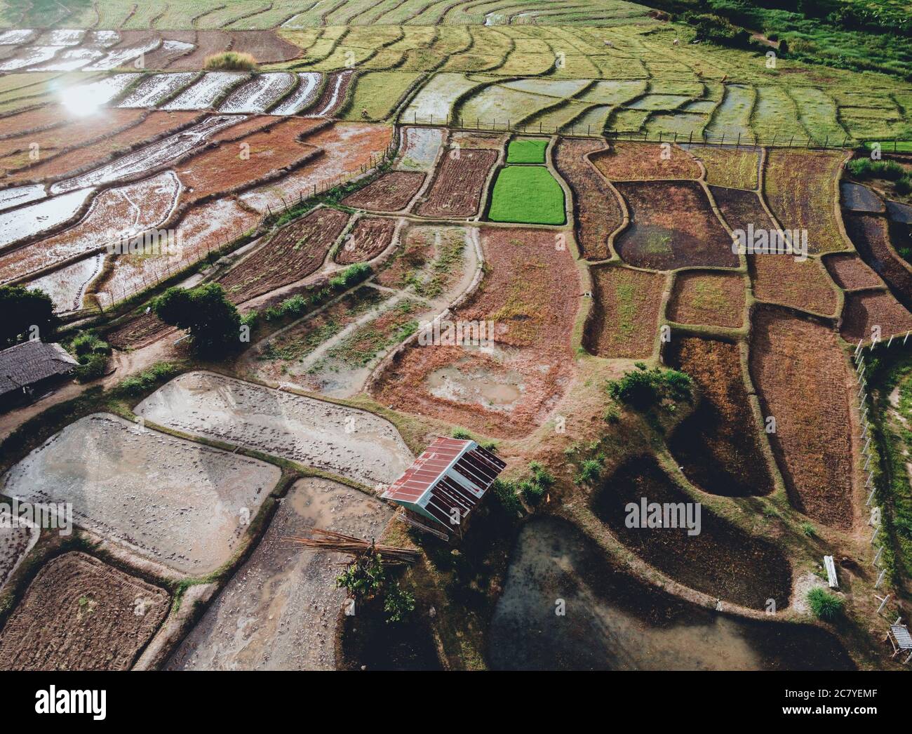 Rice fields and farming,Rice fields in the evening after the rain Stock ...