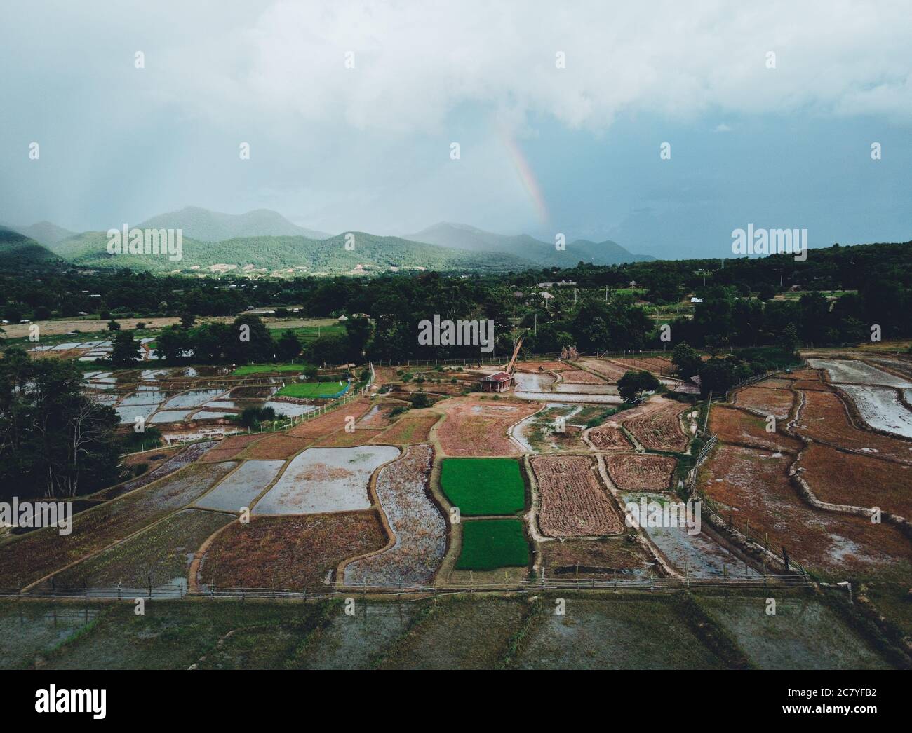 Rice fields and farming,Rice fields in the evening after the rain Stock ...