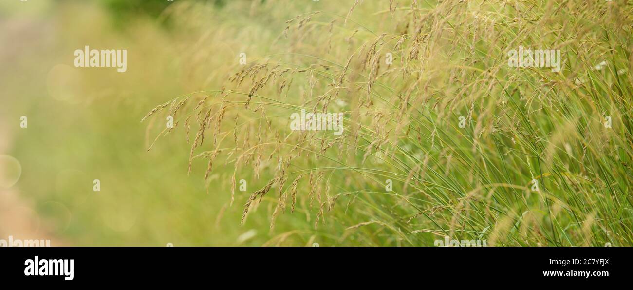 Wild grasses landscape sunset background Stock Photo - Alamy