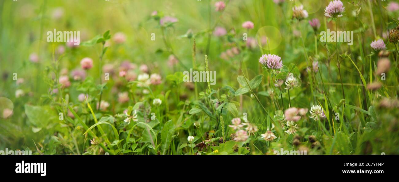 Wild grasses landscape sunset background Stock Photo - Alamy