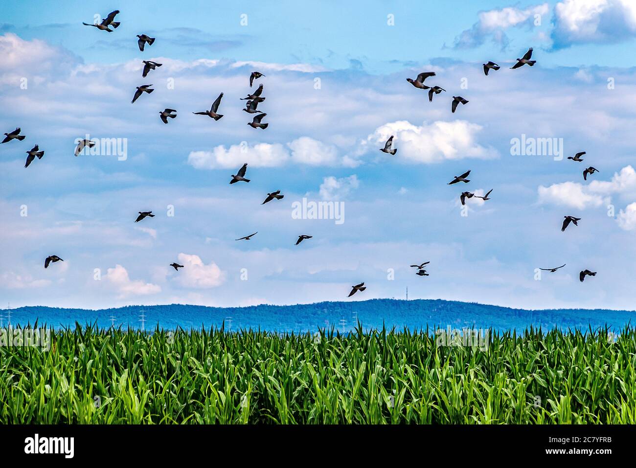 Agricultural landscape - Wild pigeons flying over the corn field Stock ...
