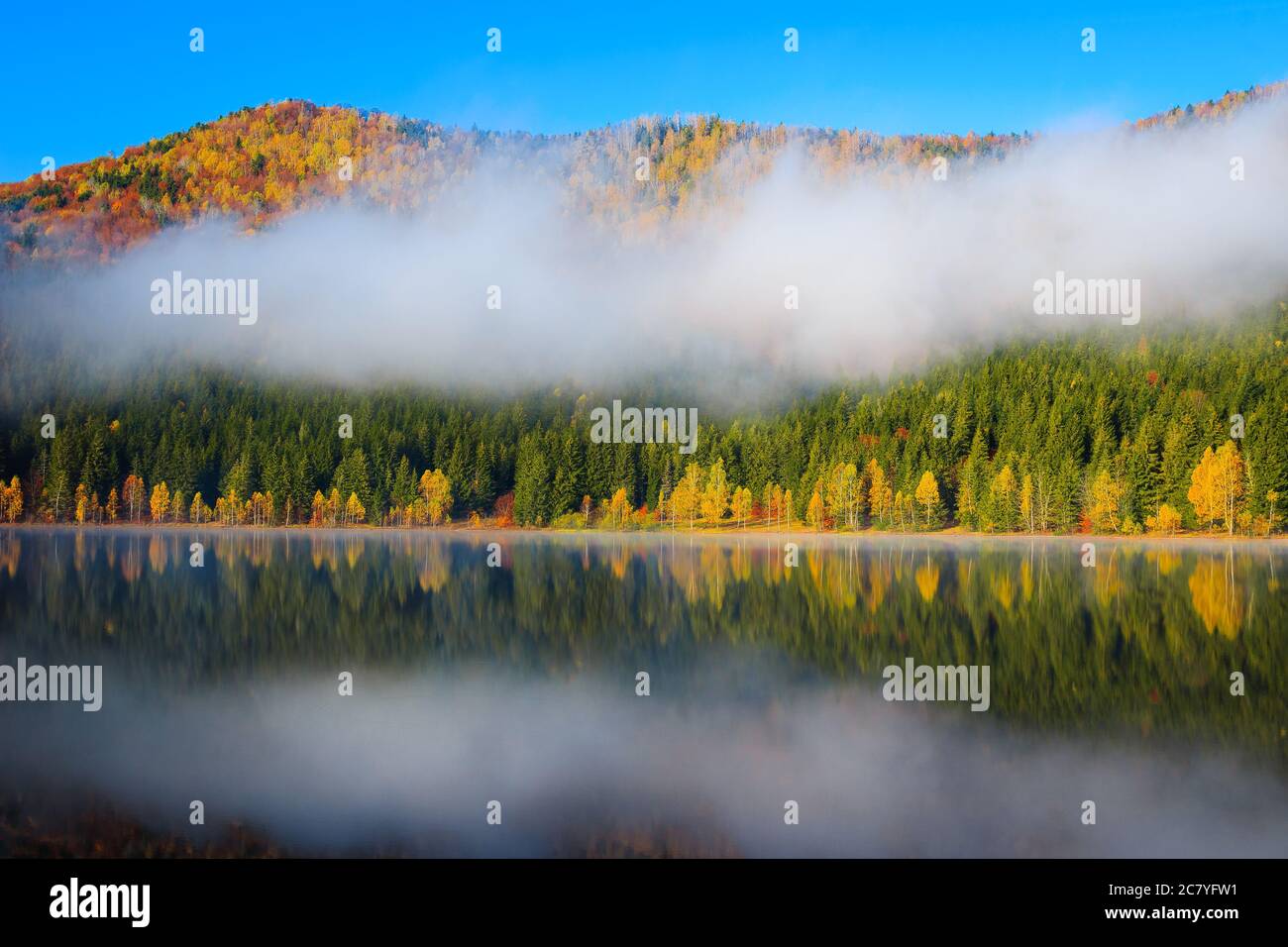 Misty autumn landscape with colorful deciduous trees in the forest and ...