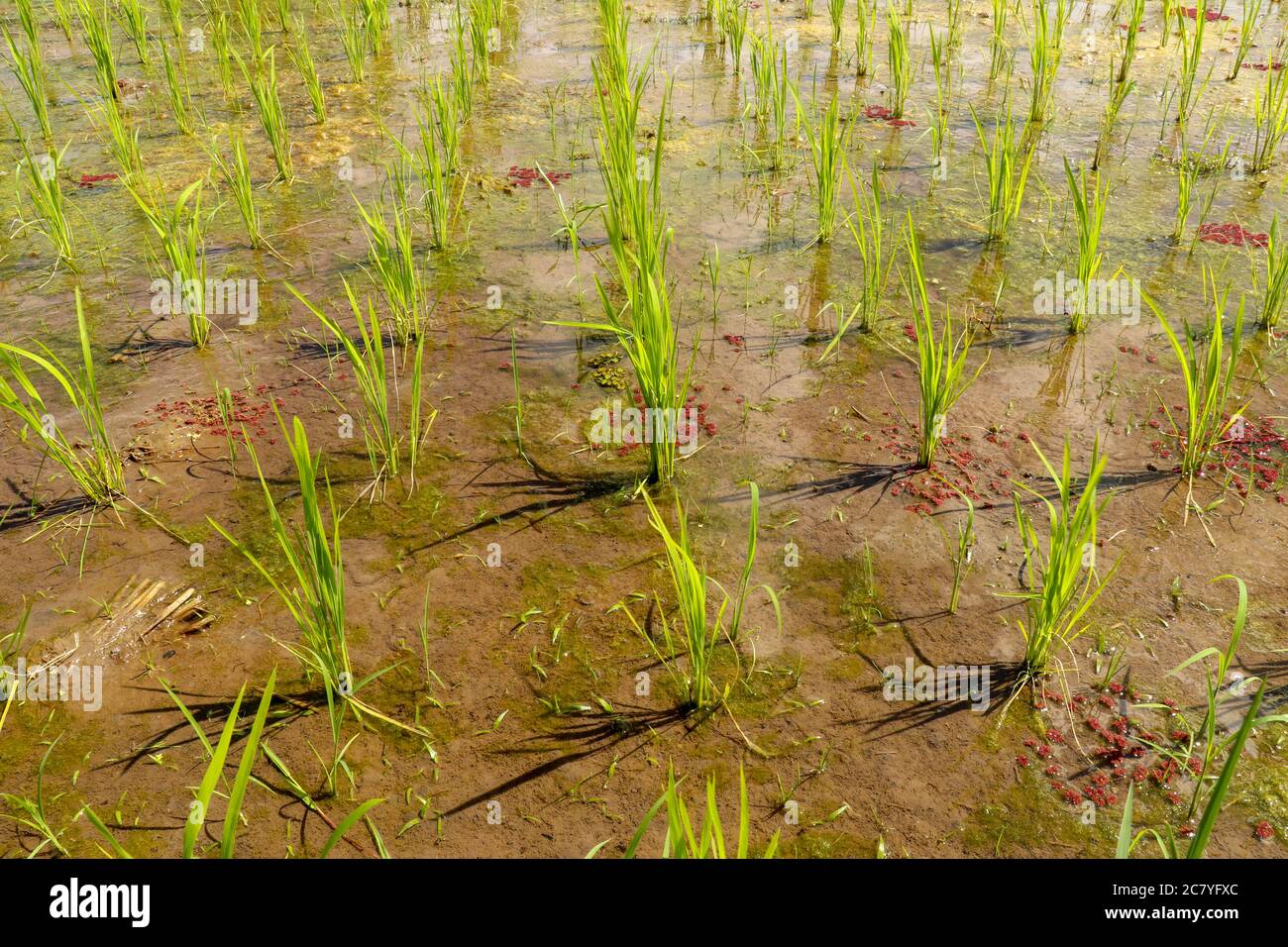 Close up of young rice seedlings planted in wet soil. Rice field ...