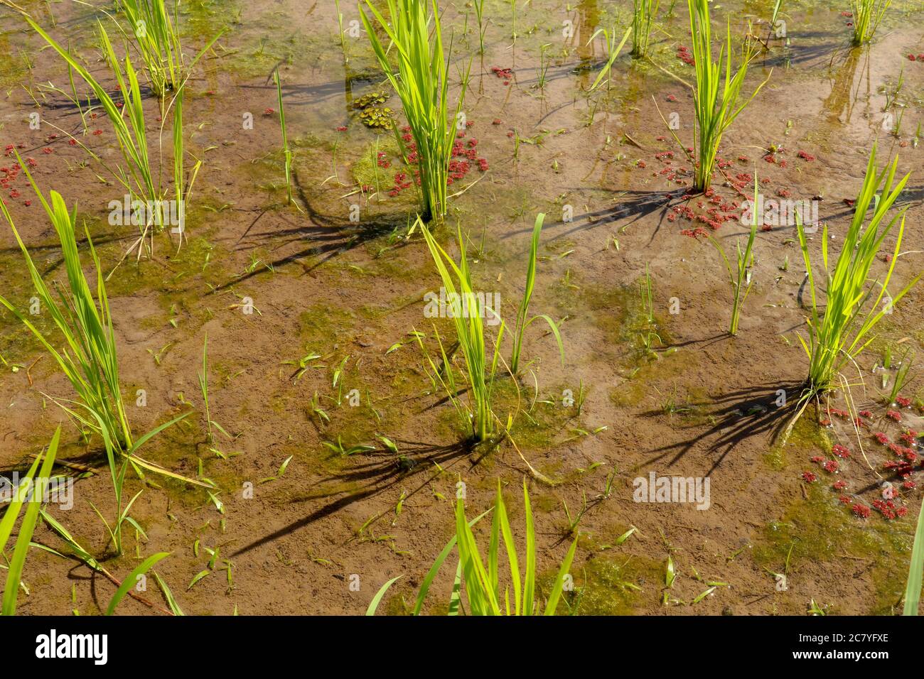 Close up of young rice seedlings planted in wet soil. Rice field ...