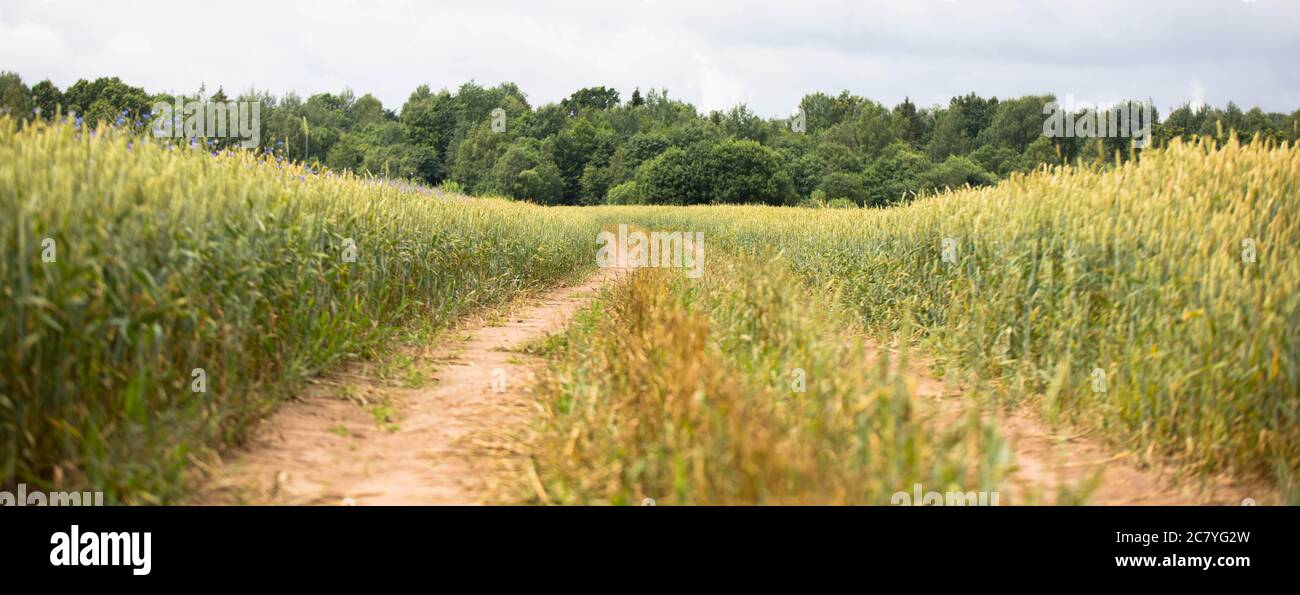Wild grasses landscape sunset background Stock Photo - Alamy