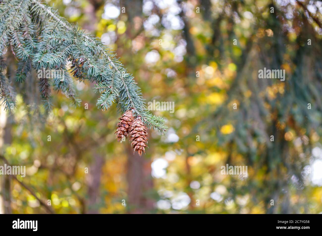 Evergreen gold golden conifer hi-res stock photography and images - Alamy