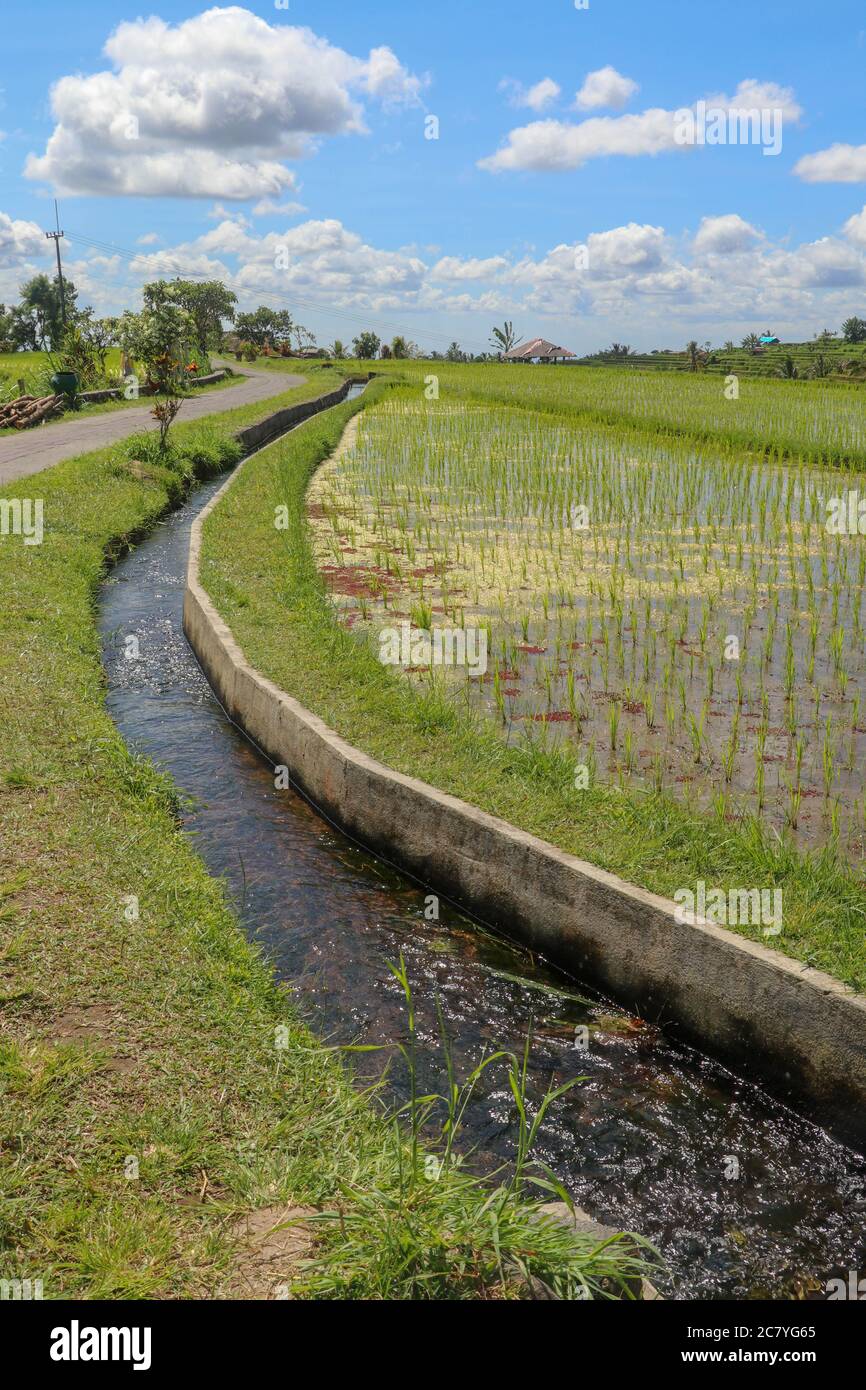 Irrigation canal called subak, a traditional way of bringing water to the fields and rice ...