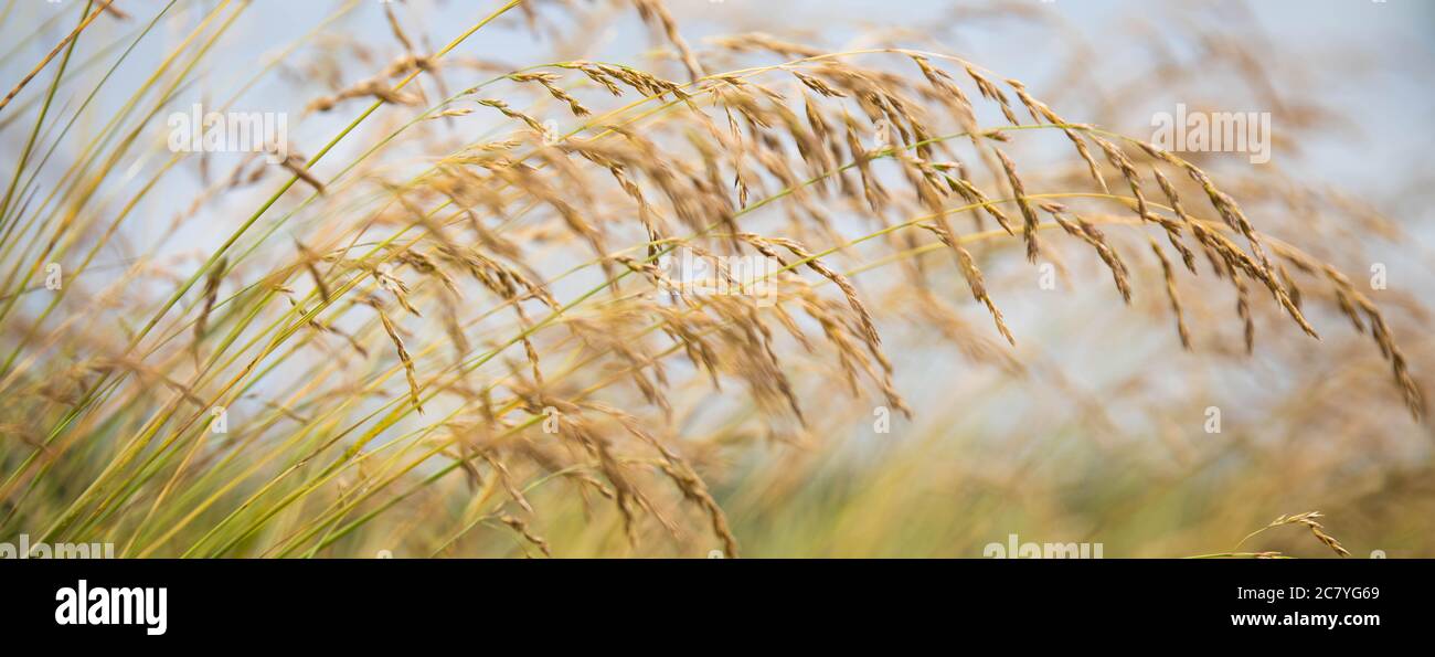 Wild grasses landscape sunset background Stock Photo - Alamy