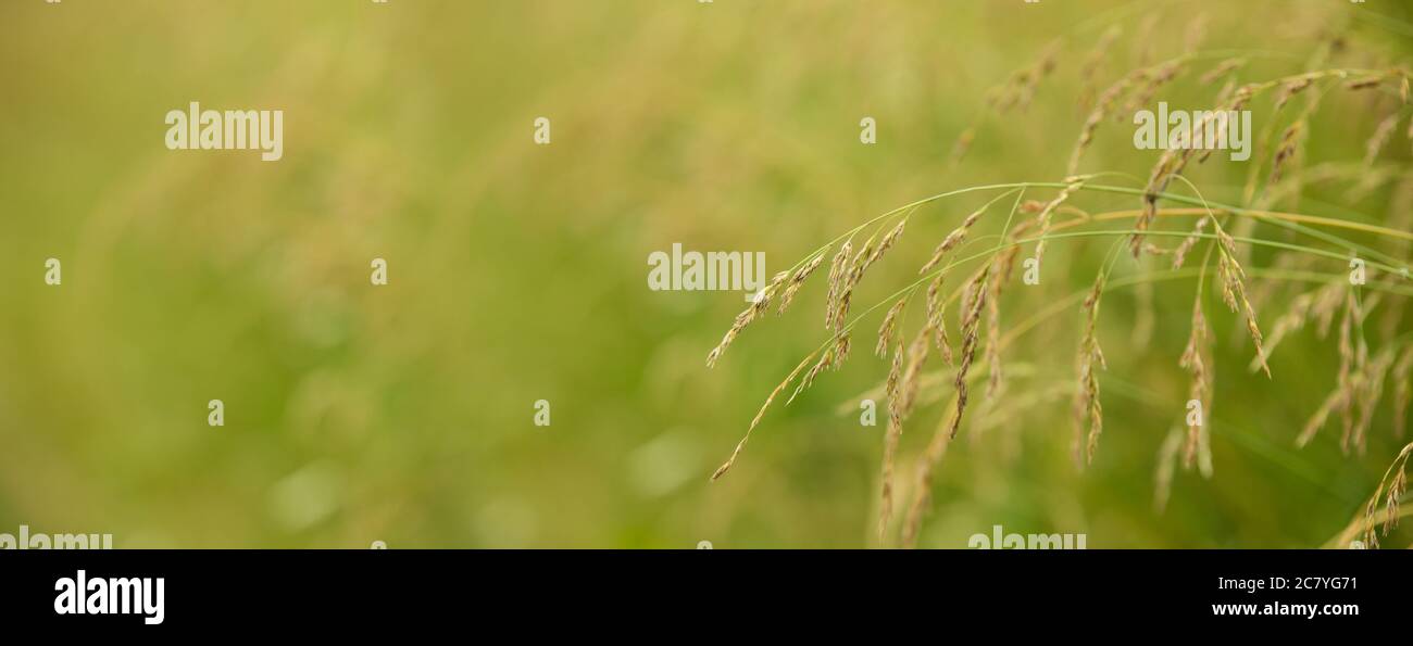 Wild grasses landscape sunset background Stock Photo - Alamy