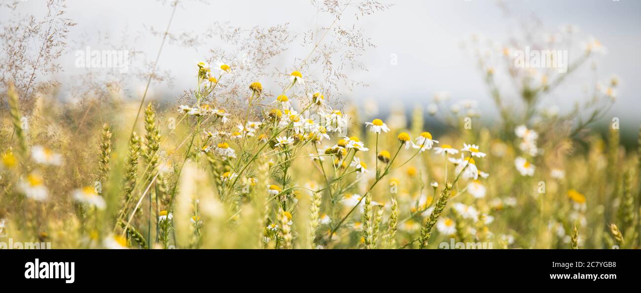 Wild grasses landscape background Stock Photo - Alamy