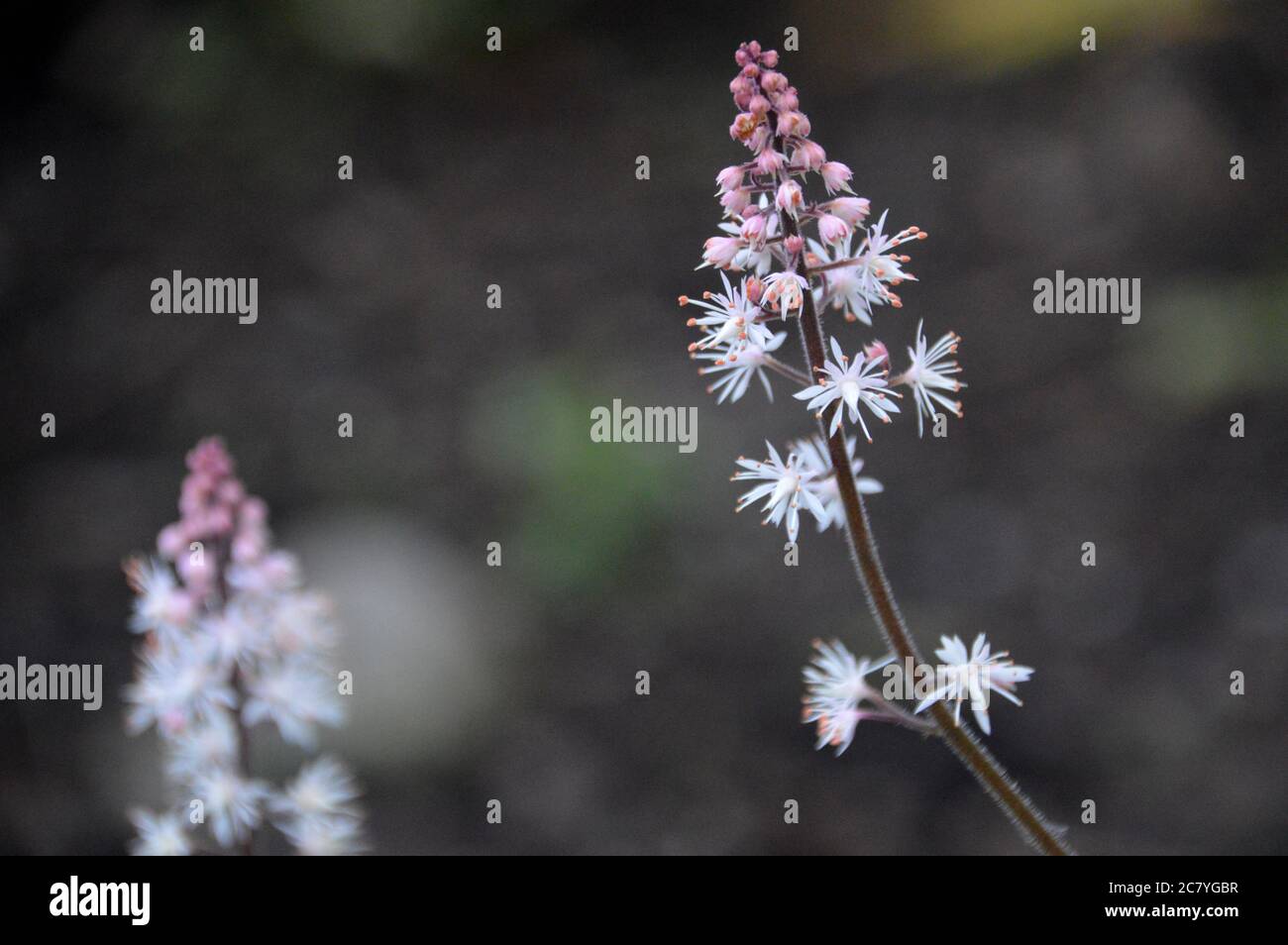 Tiarella Foamflower Heartleaf (Spring Symphony) grown in the borders at ...