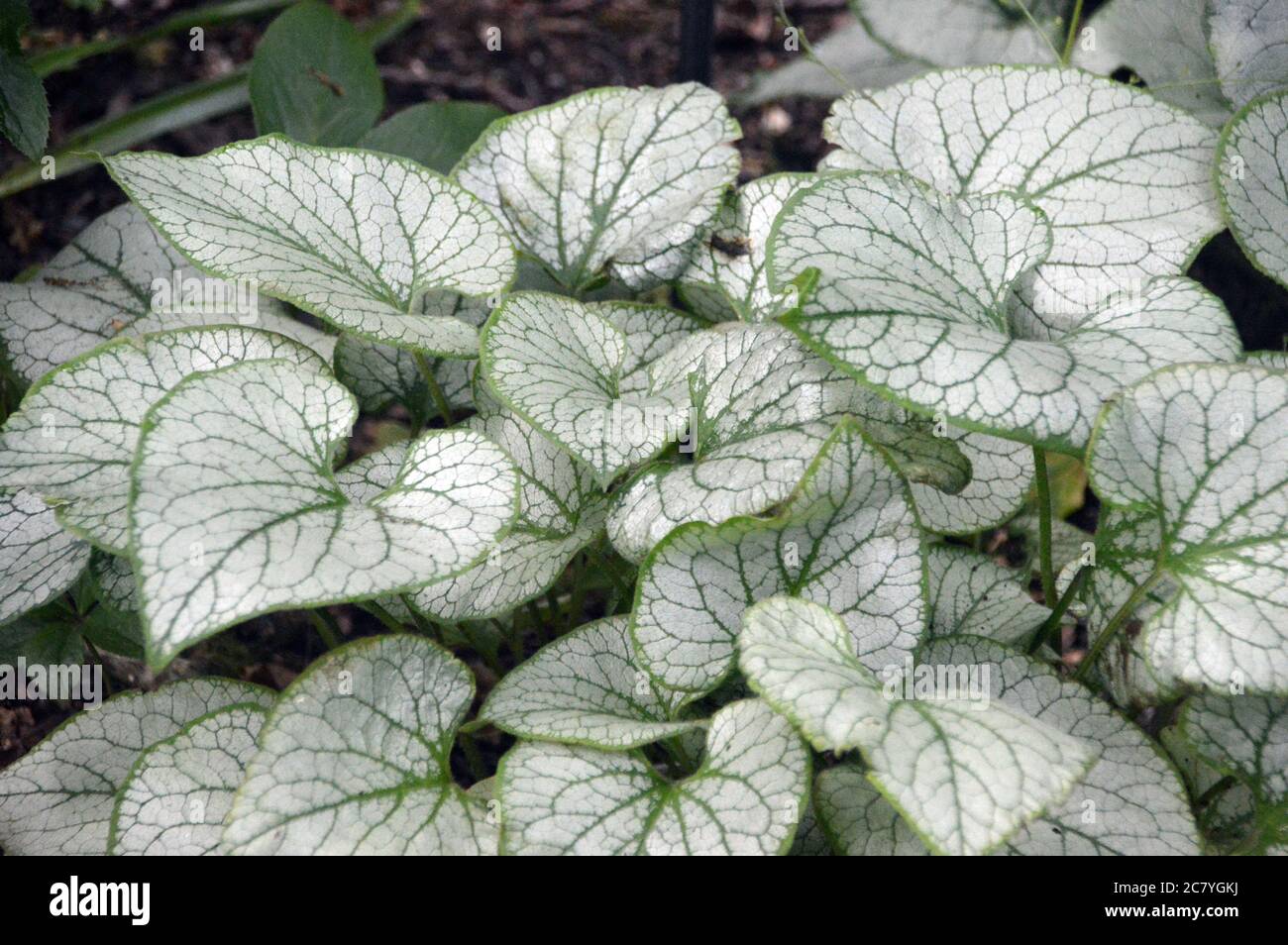 Variegated Siberian bugloss (Brunnera macrophylla) Leaves grown in a ...