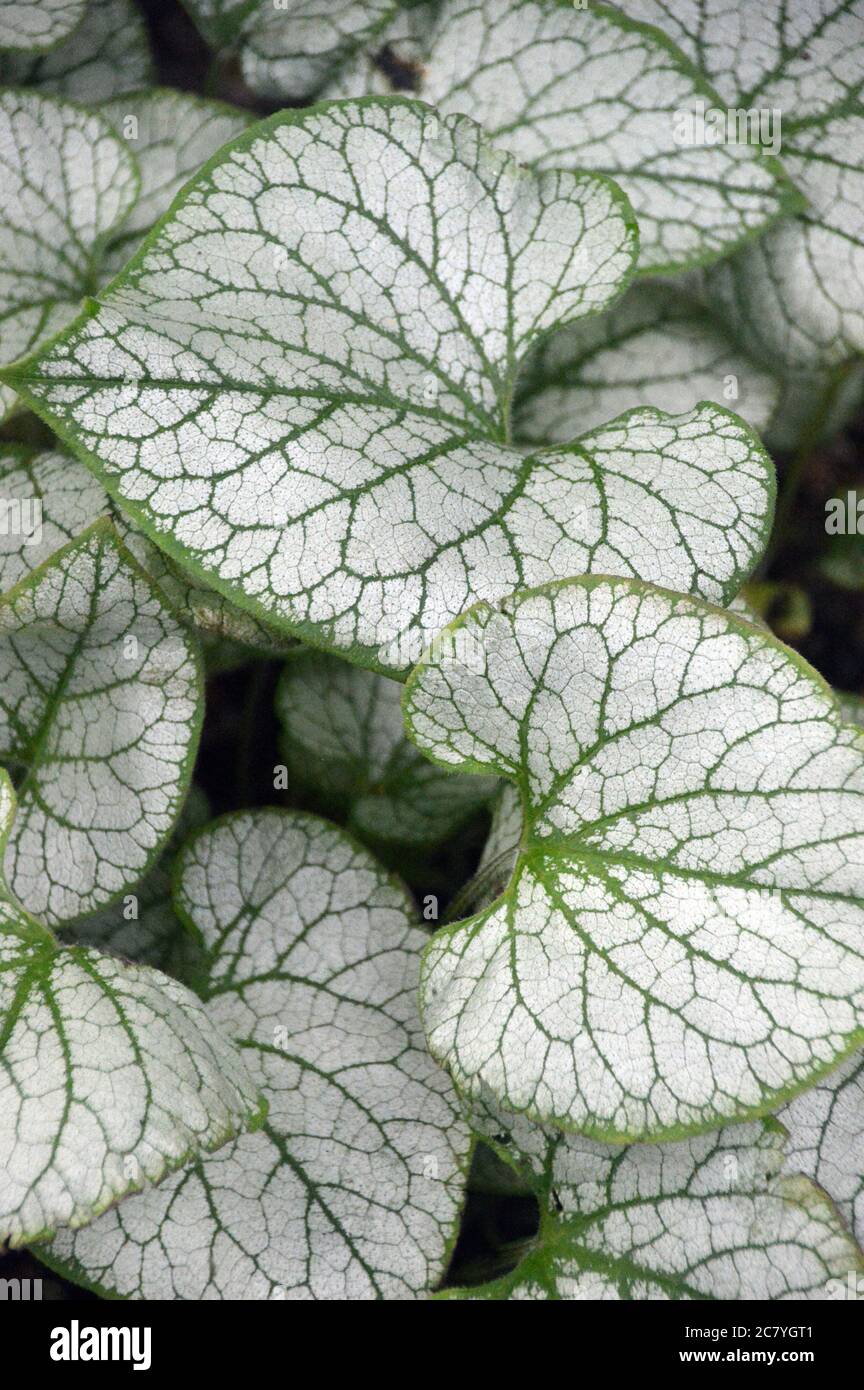 Variegated Siberian bugloss (Brunnera macrophylla) Leaves grown in a ...