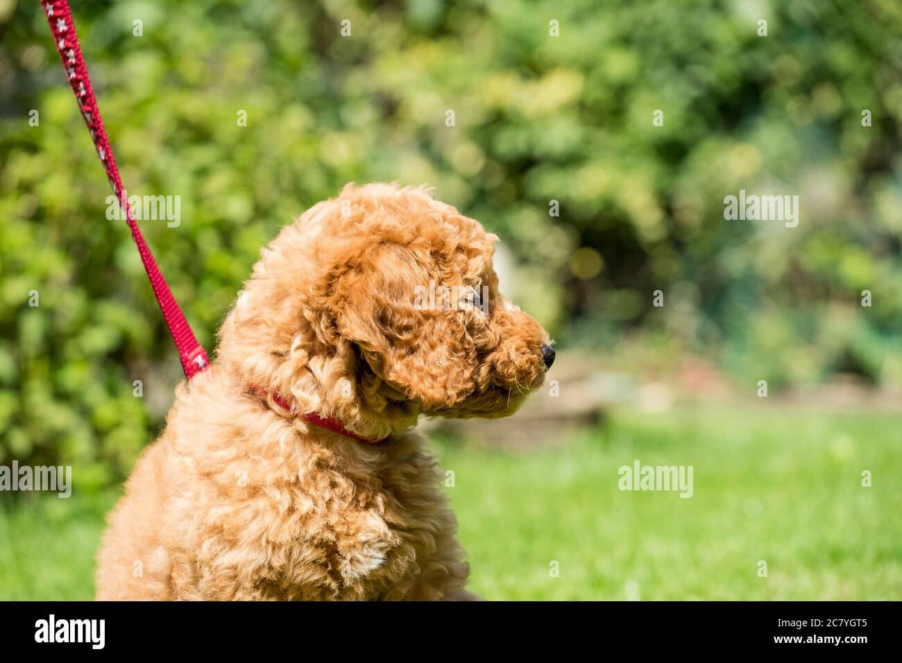Adorable mini poodle puppy seen in her garden during her regular ...