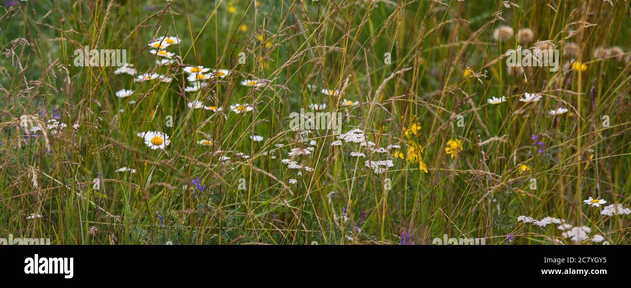 Wild grasses landscape background Stock Photo - Alamy