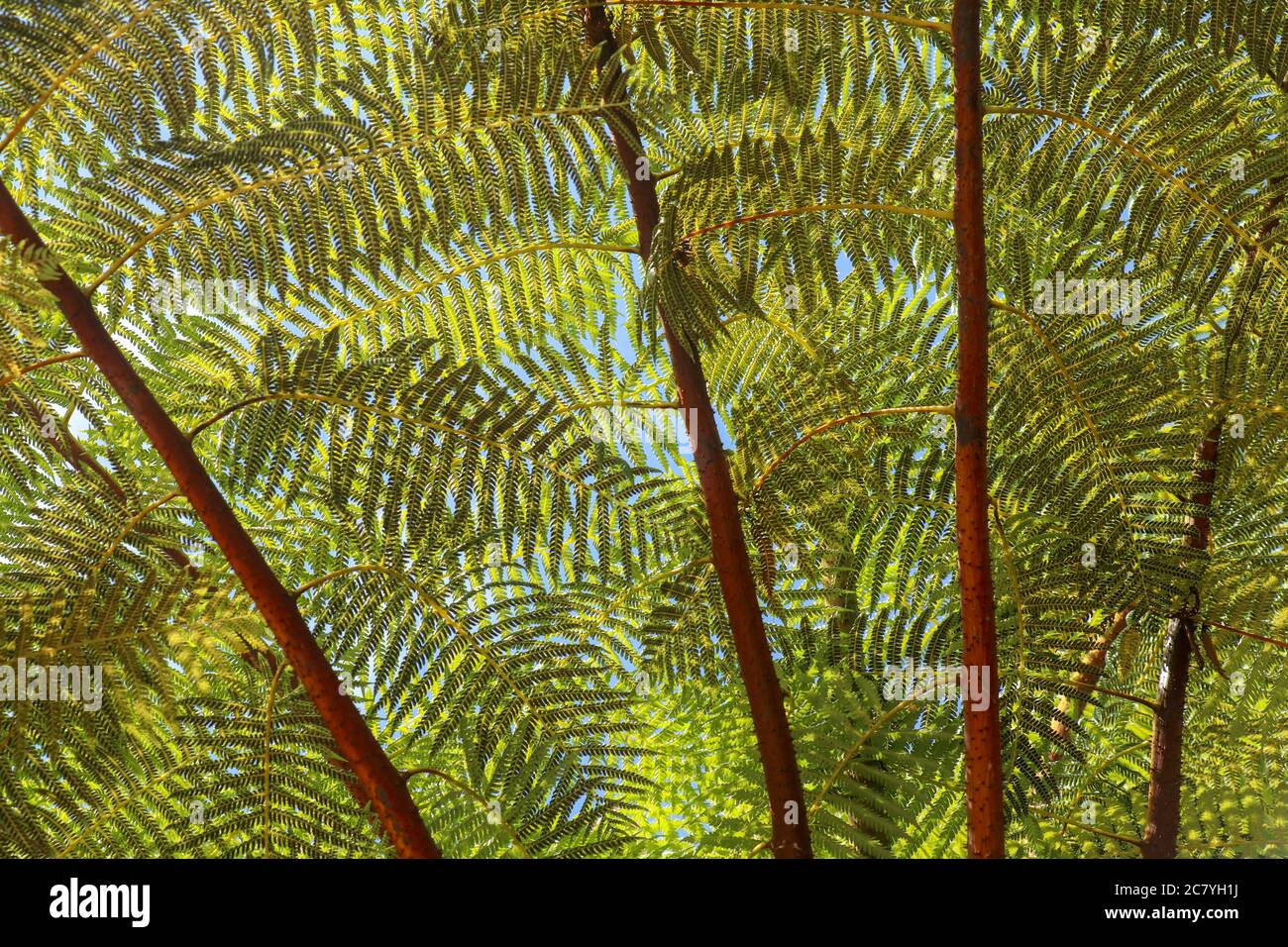 Crown of tropical tree Cyathea Arborea. Close up of branches of West ...